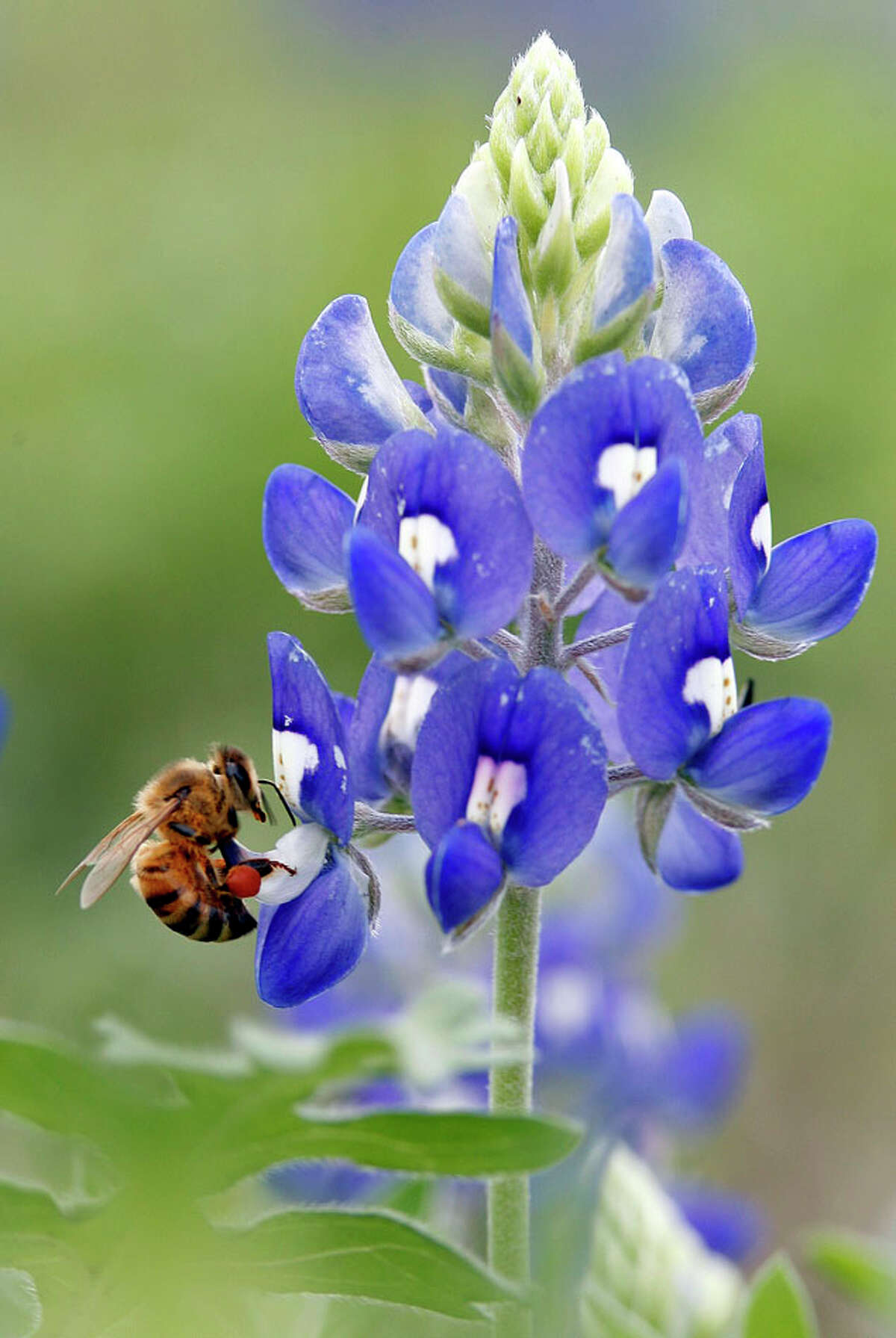 Bluebonnets in San Antonio and beyond