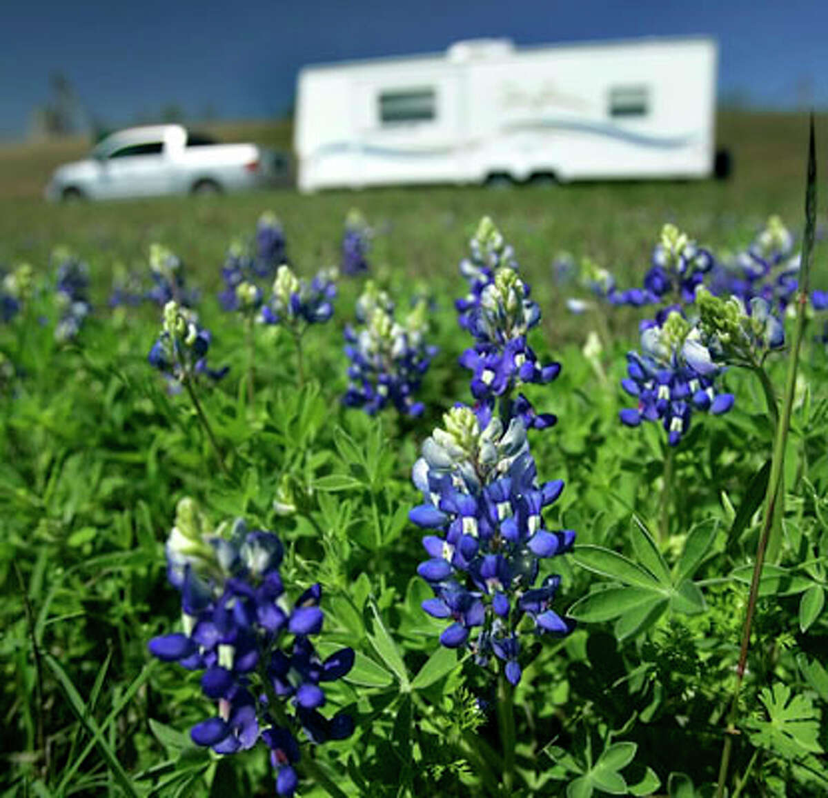 Bluebonnets in San Antonio and beyond