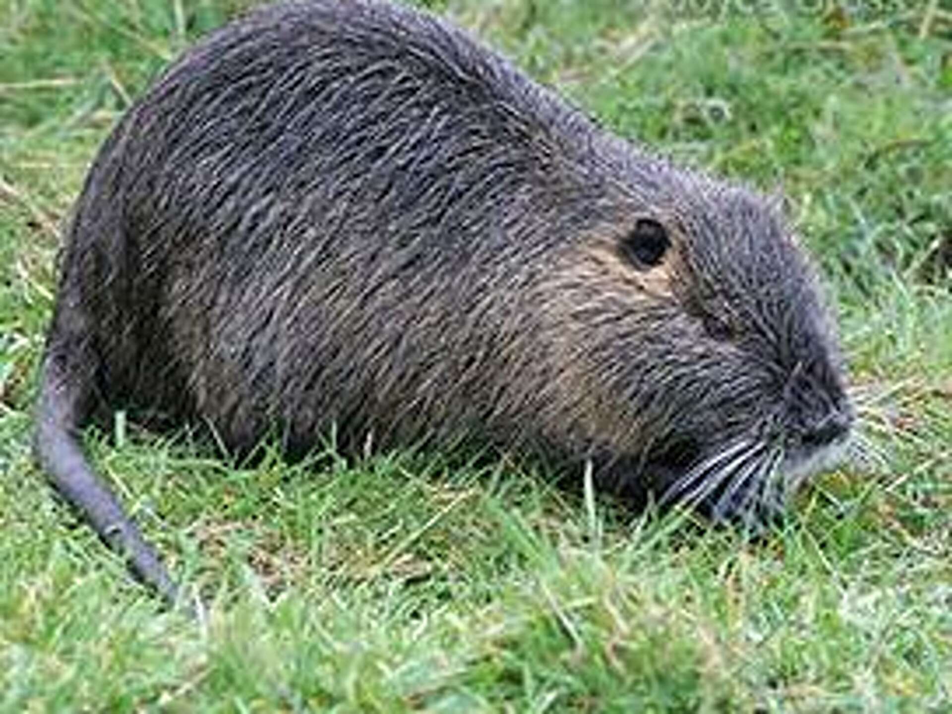 Invasive rodent species found in critical Bay Area watershed