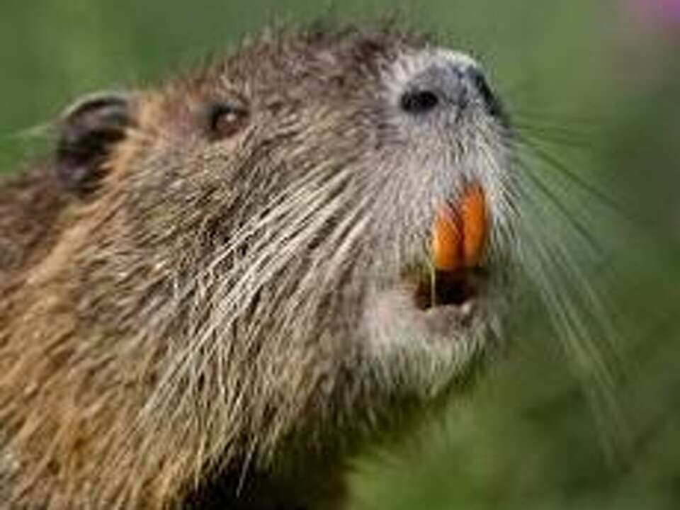 Invasive rodent species found in critical Bay Area watershed