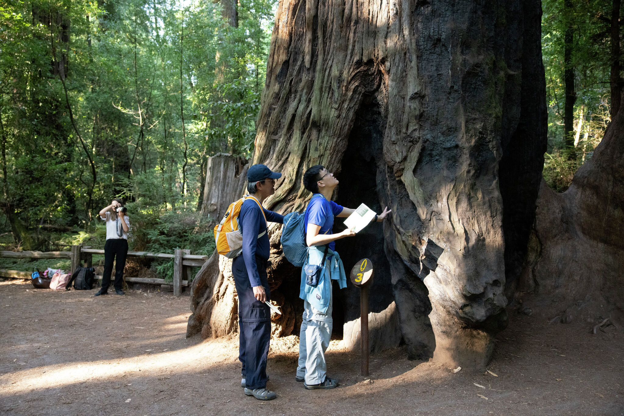 Experience tranquility in Santa Cruz's redwood forests