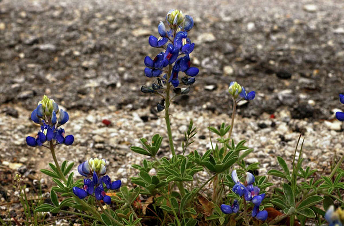 Bluebonnets in San Antonio and beyond