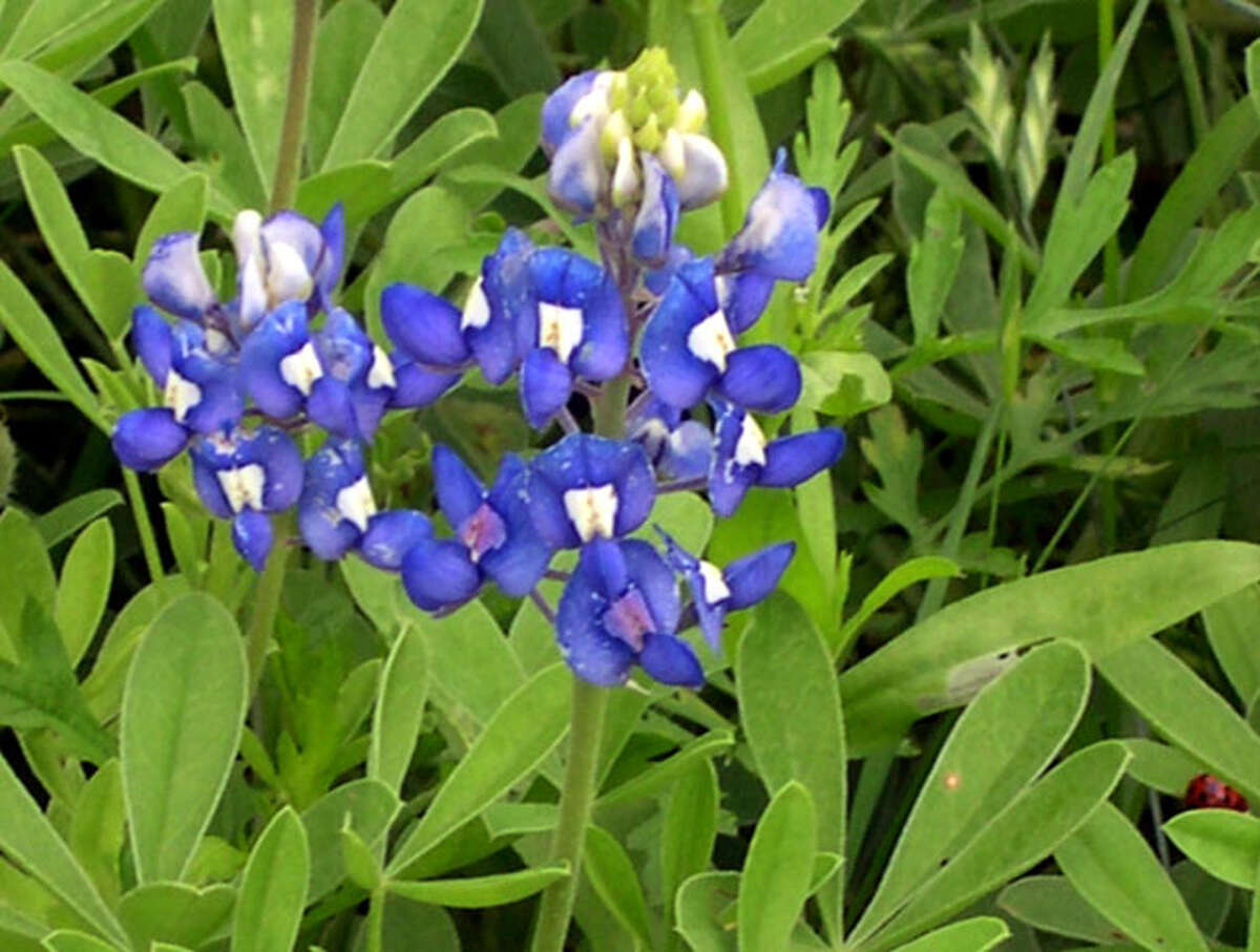 Bluebonnets in San Antonio and beyond