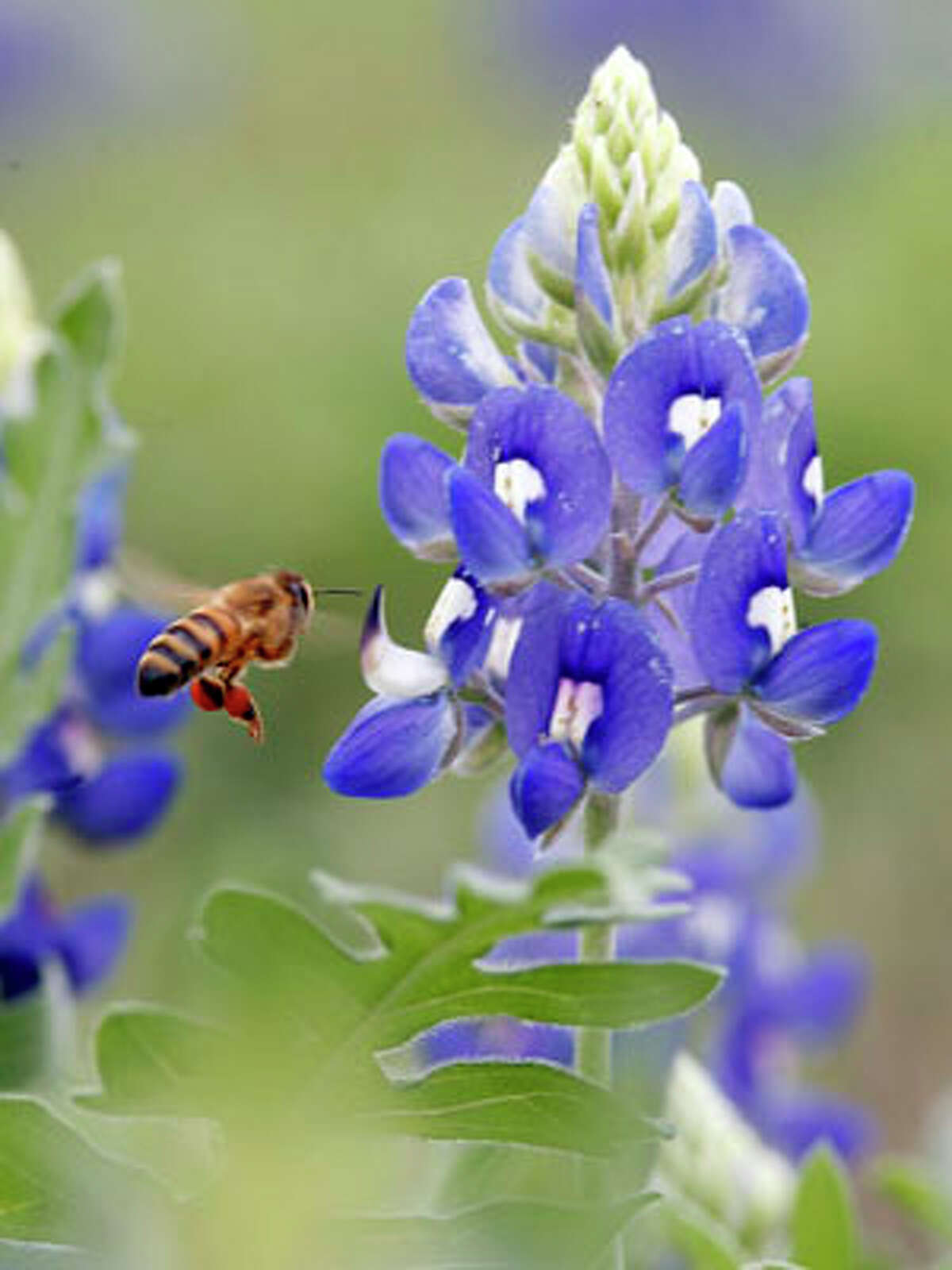 Bluebonnets in San Antonio and beyond