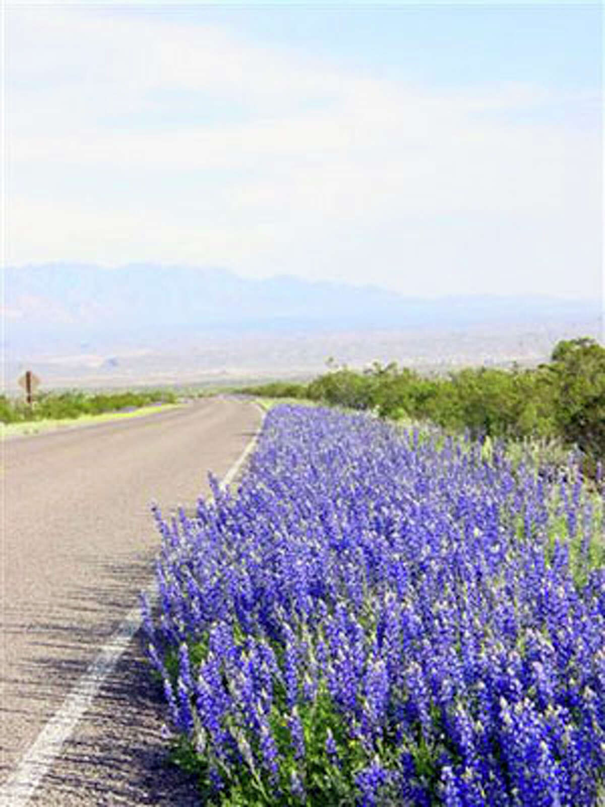 Bluebonnets in San Antonio and beyond