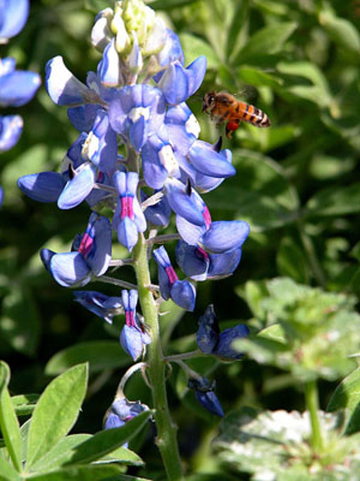 Bluebonnets in San Antonio and beyond