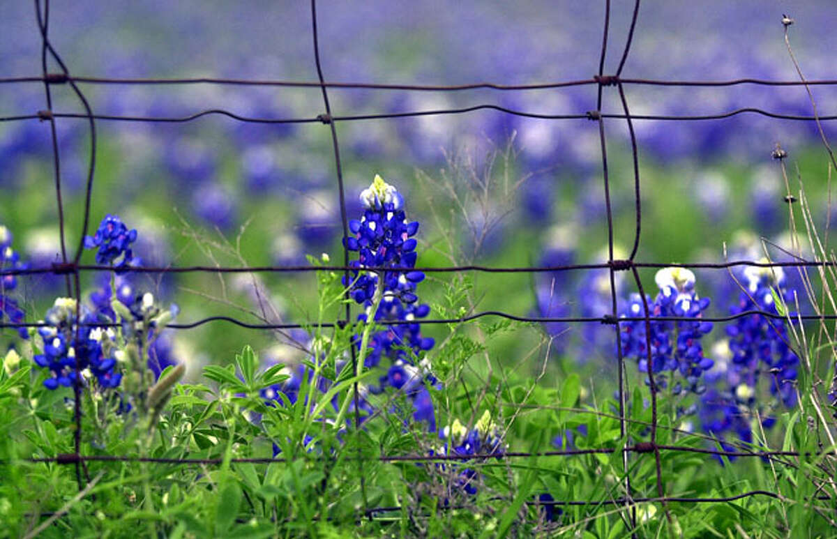 Bluebonnets in San Antonio and beyond