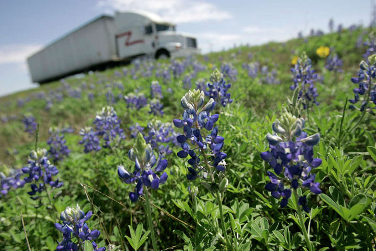 Bluebonnets in San Antonio and beyond
