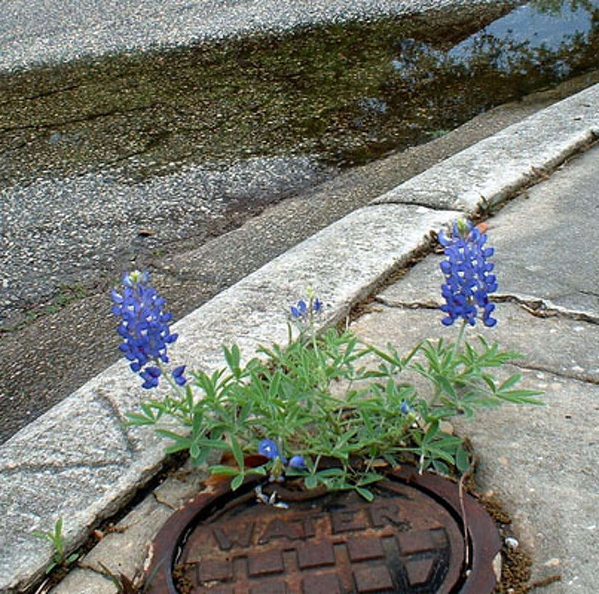 Bluebonnets in San Antonio and beyond