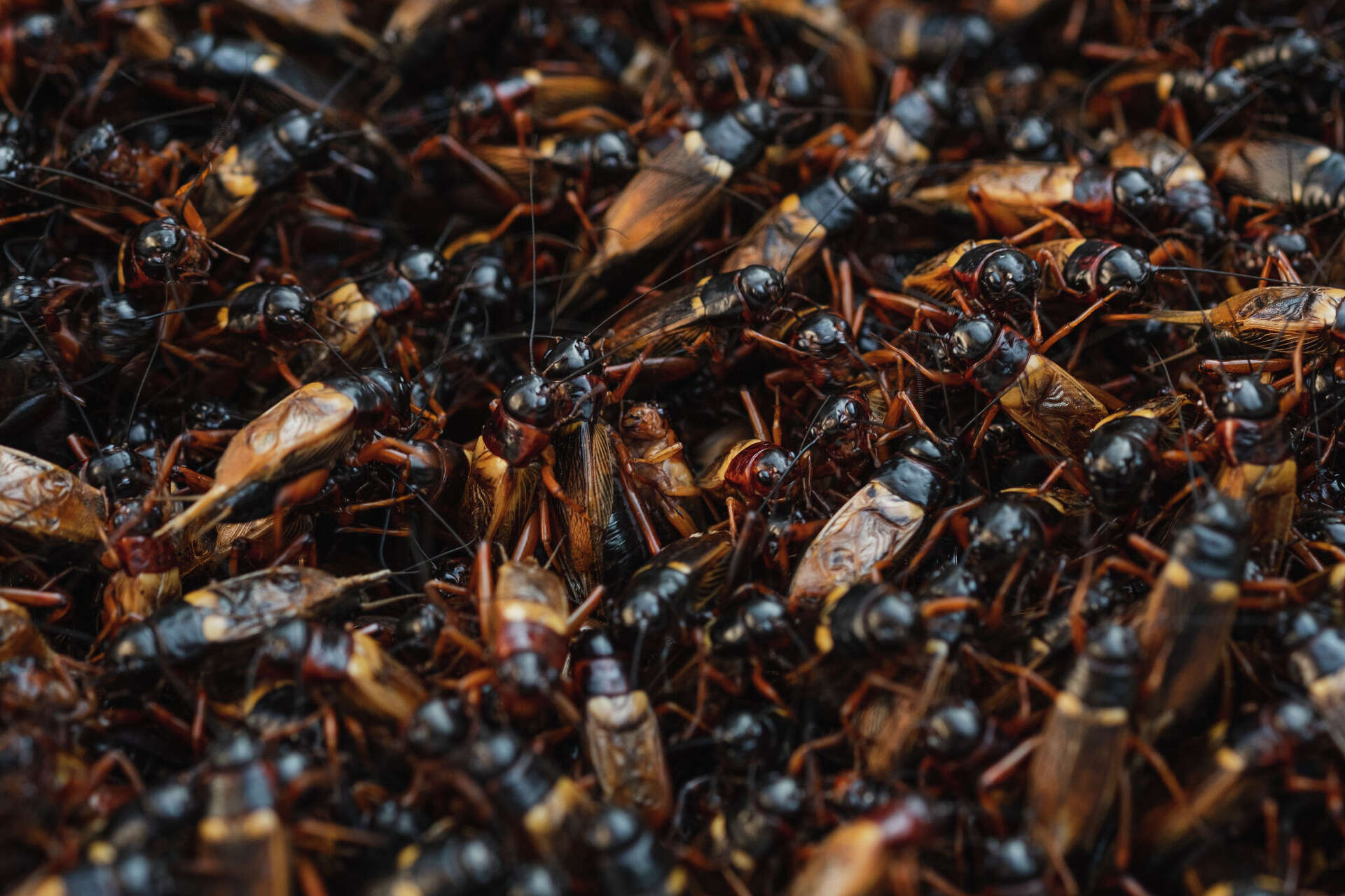 Here's why crickets, butterflies are swarming into Texas