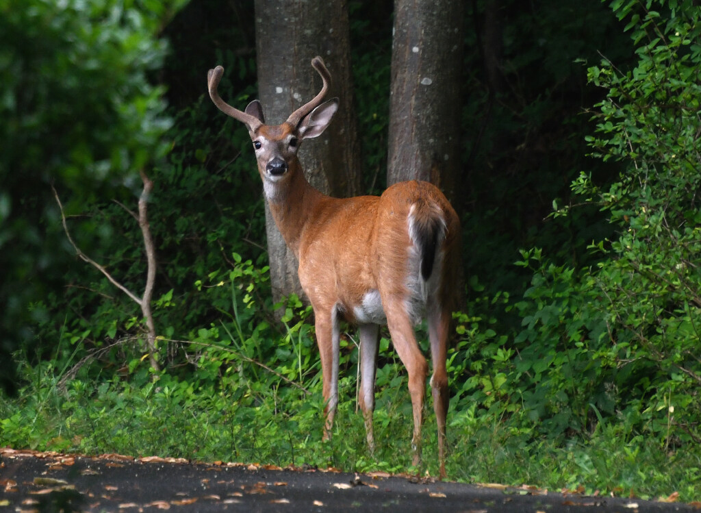 Connecticut sees decline in hunting, fishing licenses in recent years