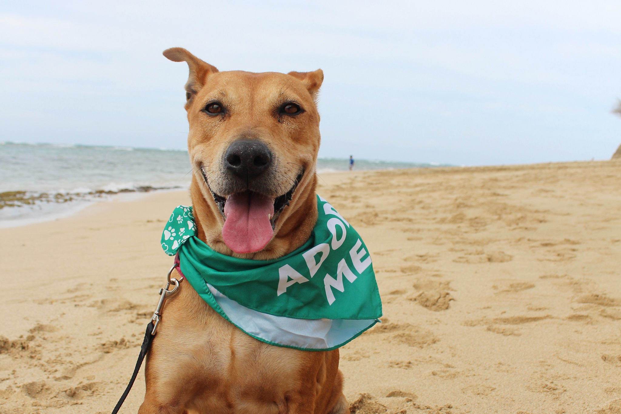 Why Hawaii wants you to borrow a shelter dog for the day