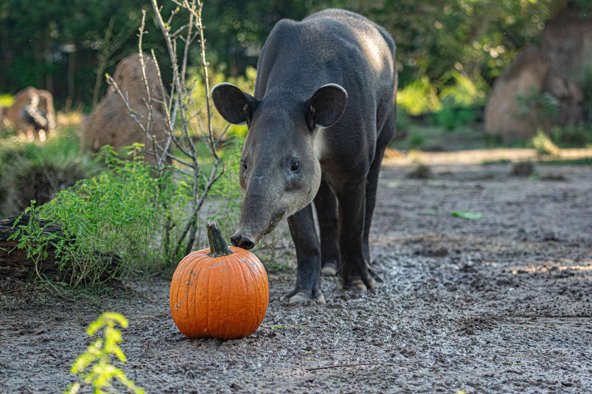 Halloween is prime time for Houston traditions, Galveston's hauntings