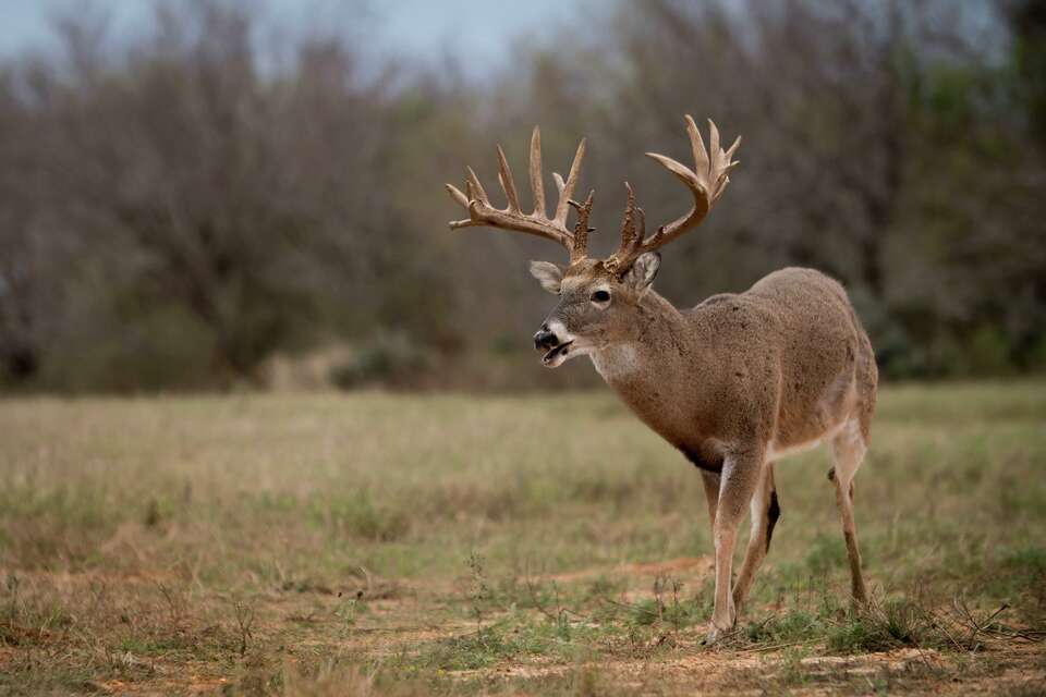 2,300-acre hunting ranch sells for $18.8M in South Texas