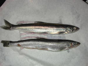 Pacific smelt listed as threatened; impact unclear
