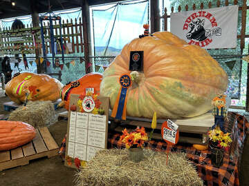 CT fall festivals 2024: From Garlic Fest to Apple Harvest Festival