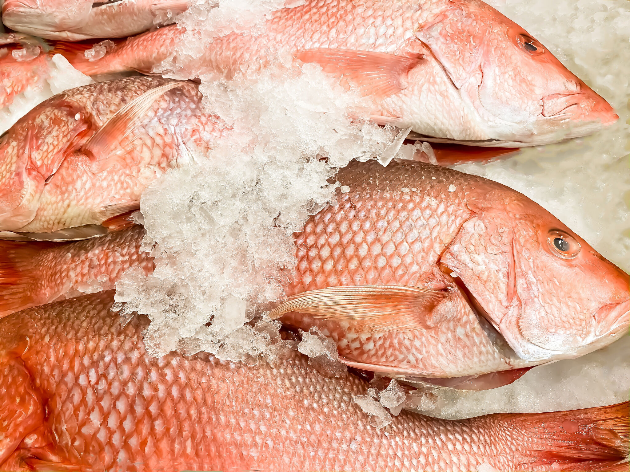 900 pounds of illegal red snapper seized off Texas coast