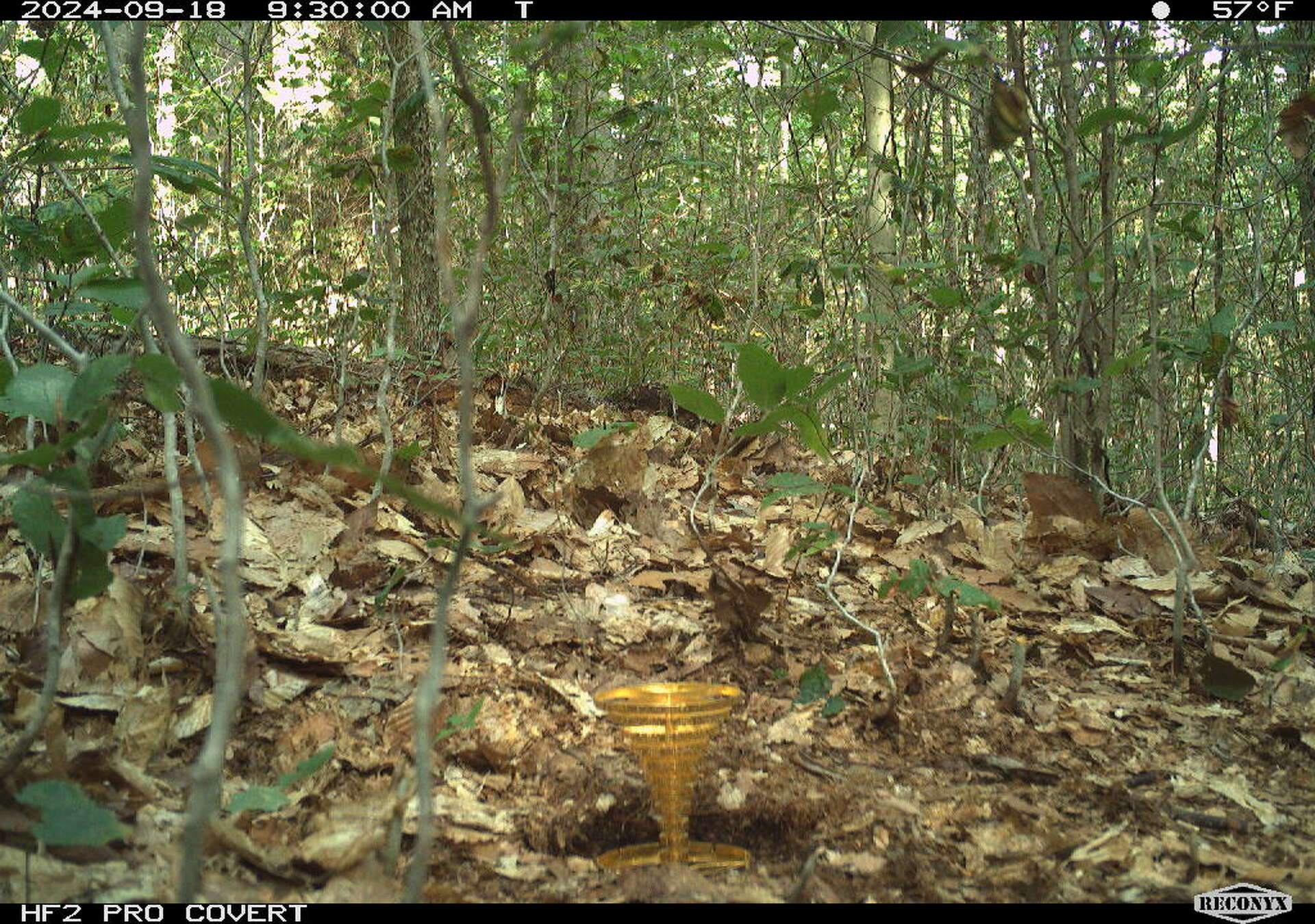 Treasure worth nearly $100K up for grabs in western Massachusetts