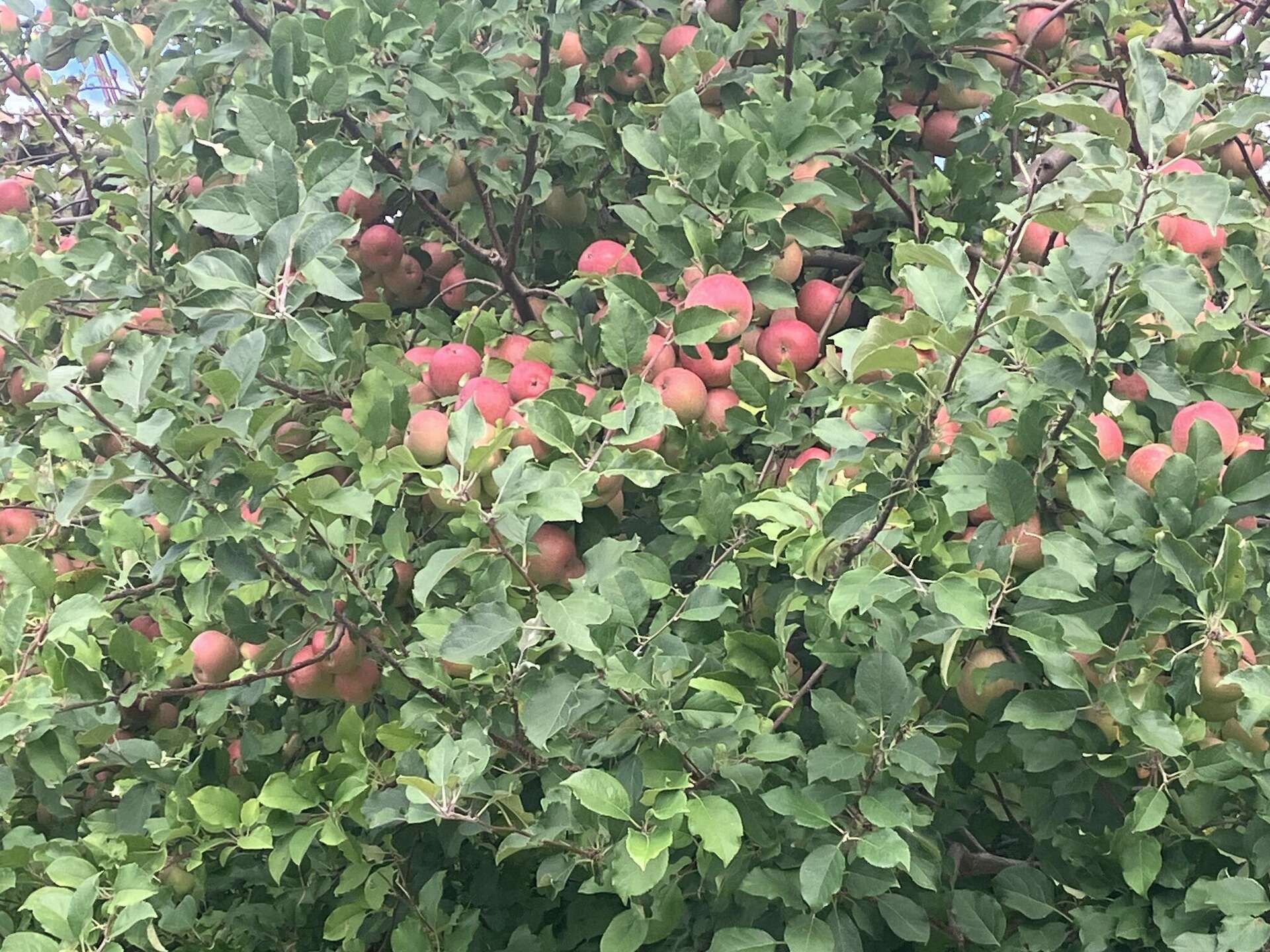 Why this year's pick-your-own apples are much better than last in CT