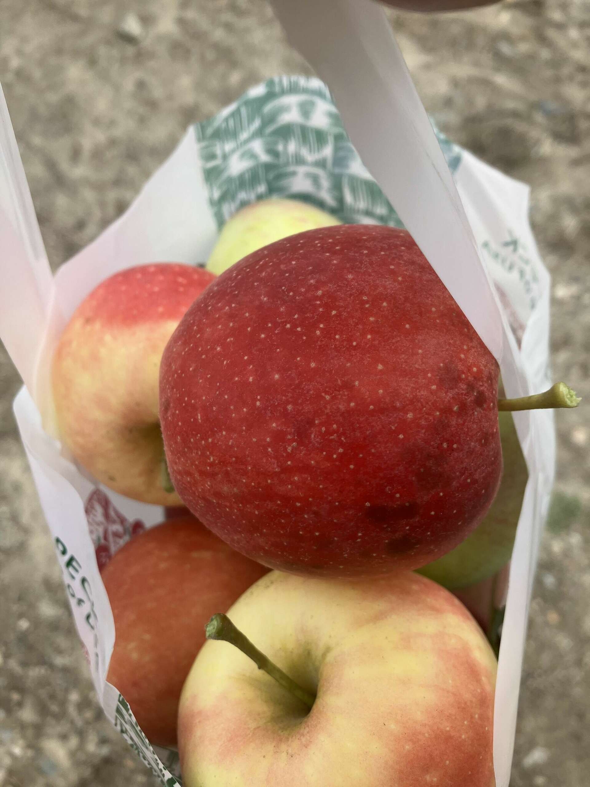 Why this year's pick-your-own apples are much better than last in CT