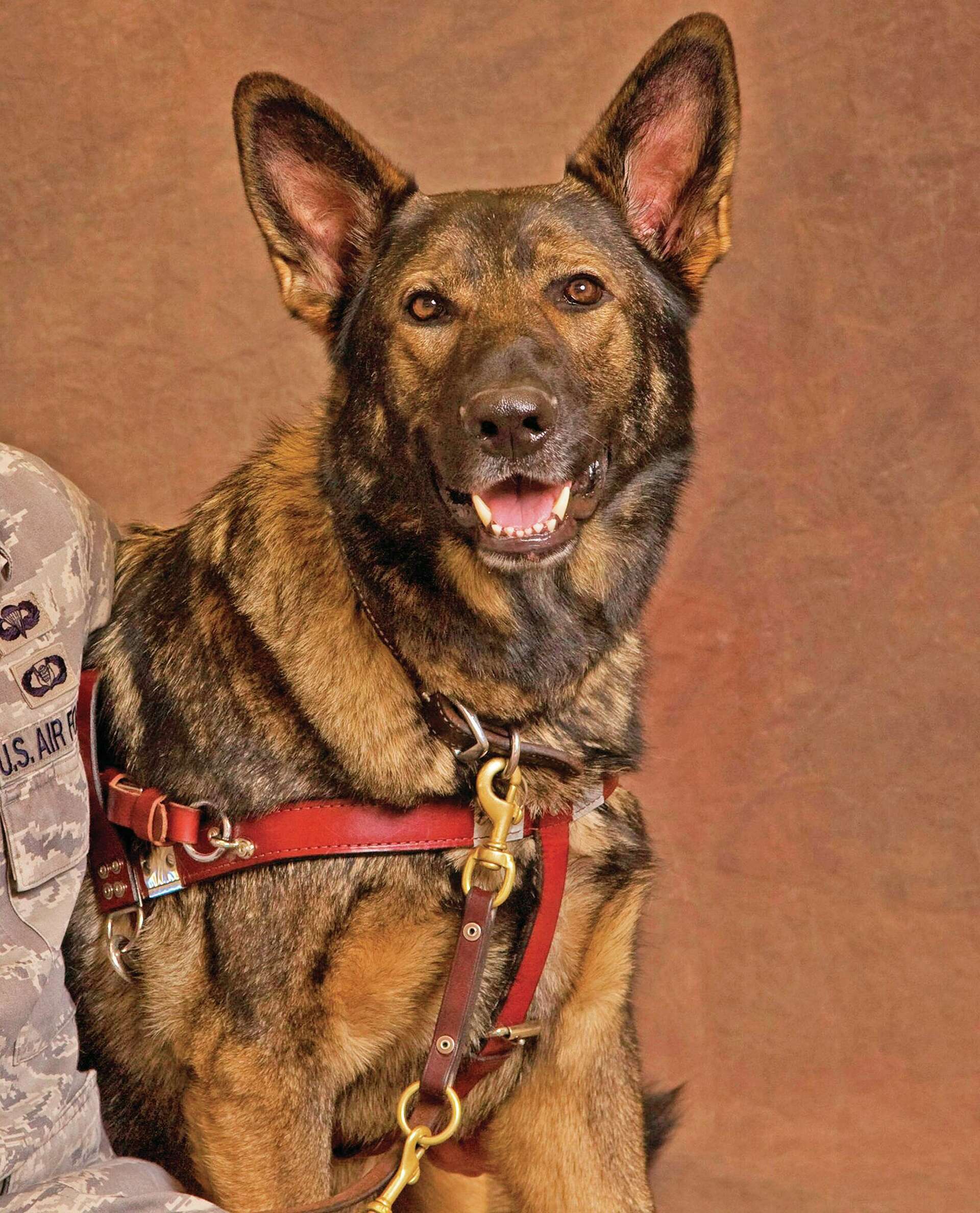 CT dog credited with saving his owner's life now up for national award