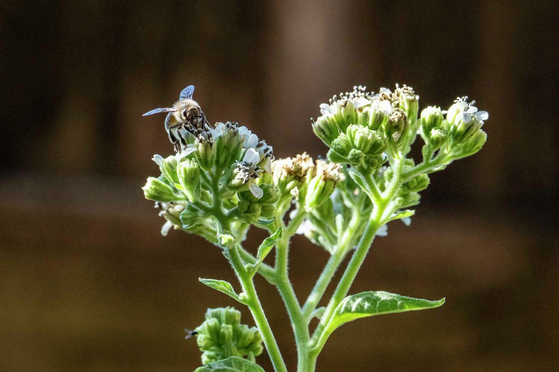 Houston pollen, mold counts have spiked. Here's one reason why
