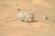 Unusual 'zebra rock' found on Mars has NASA excited