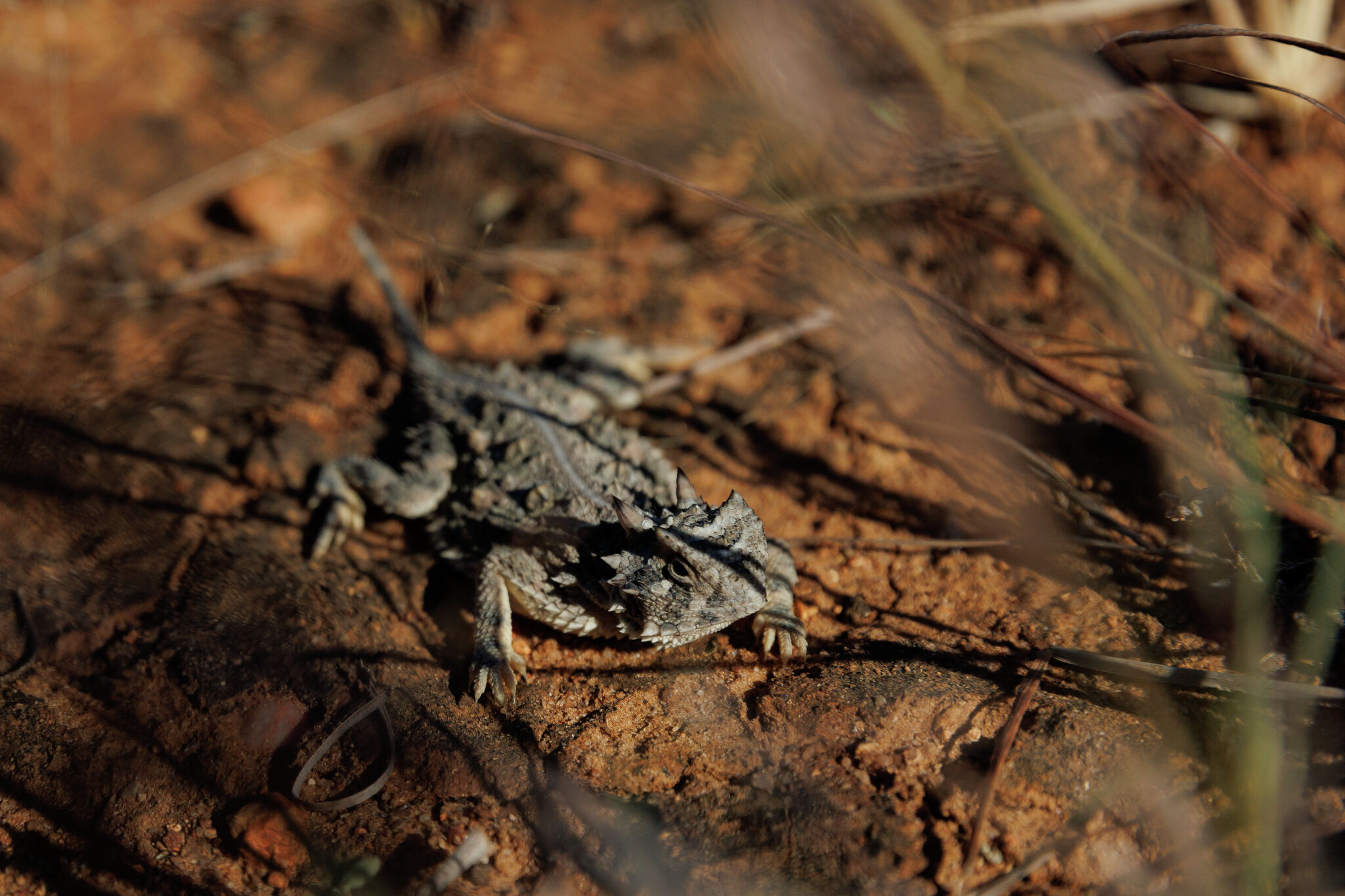 S.A. Zoo helping save Texas' state reptile, the horned lizard