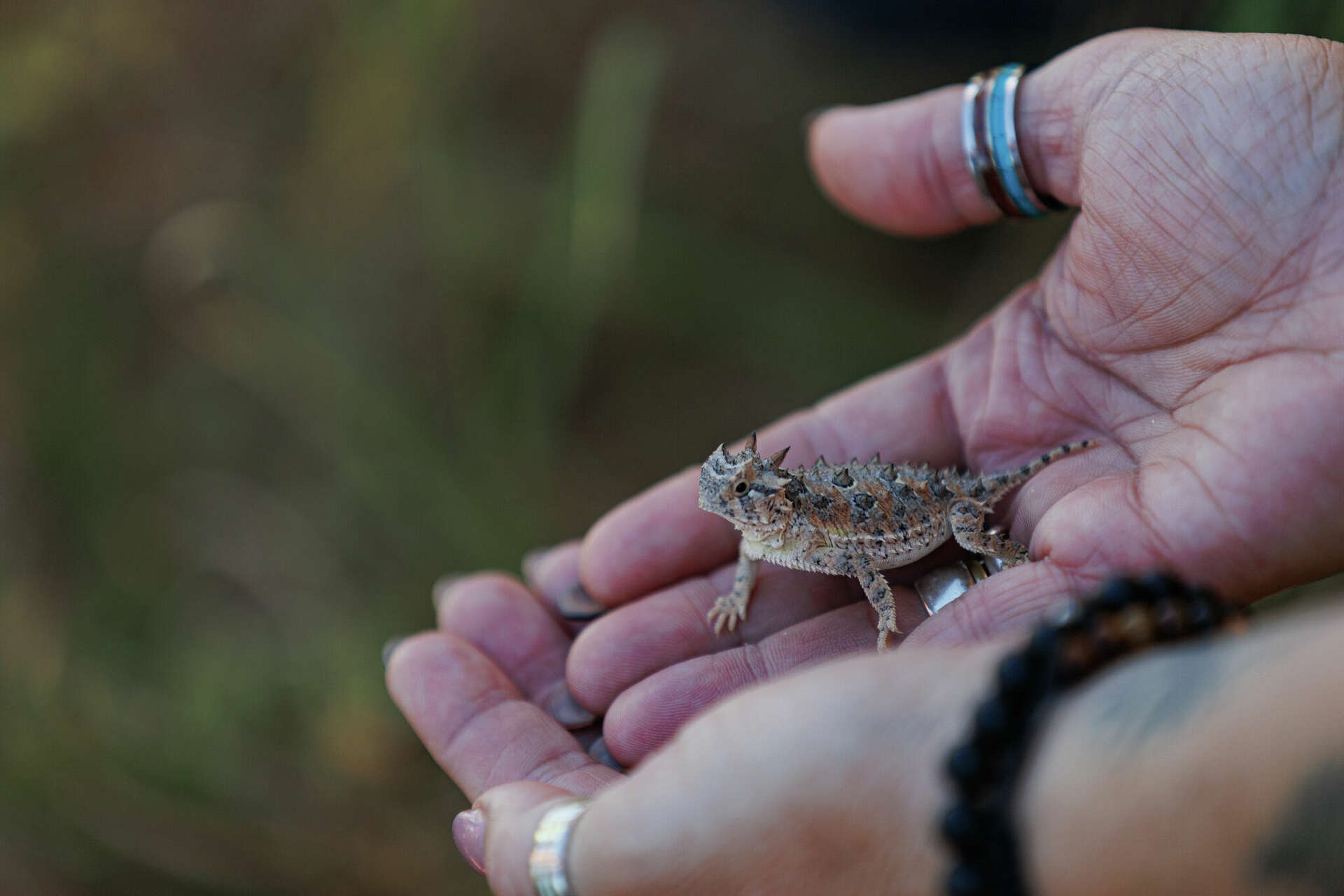 S.A. Zoo helping save Texas' state reptile, the horned lizard
