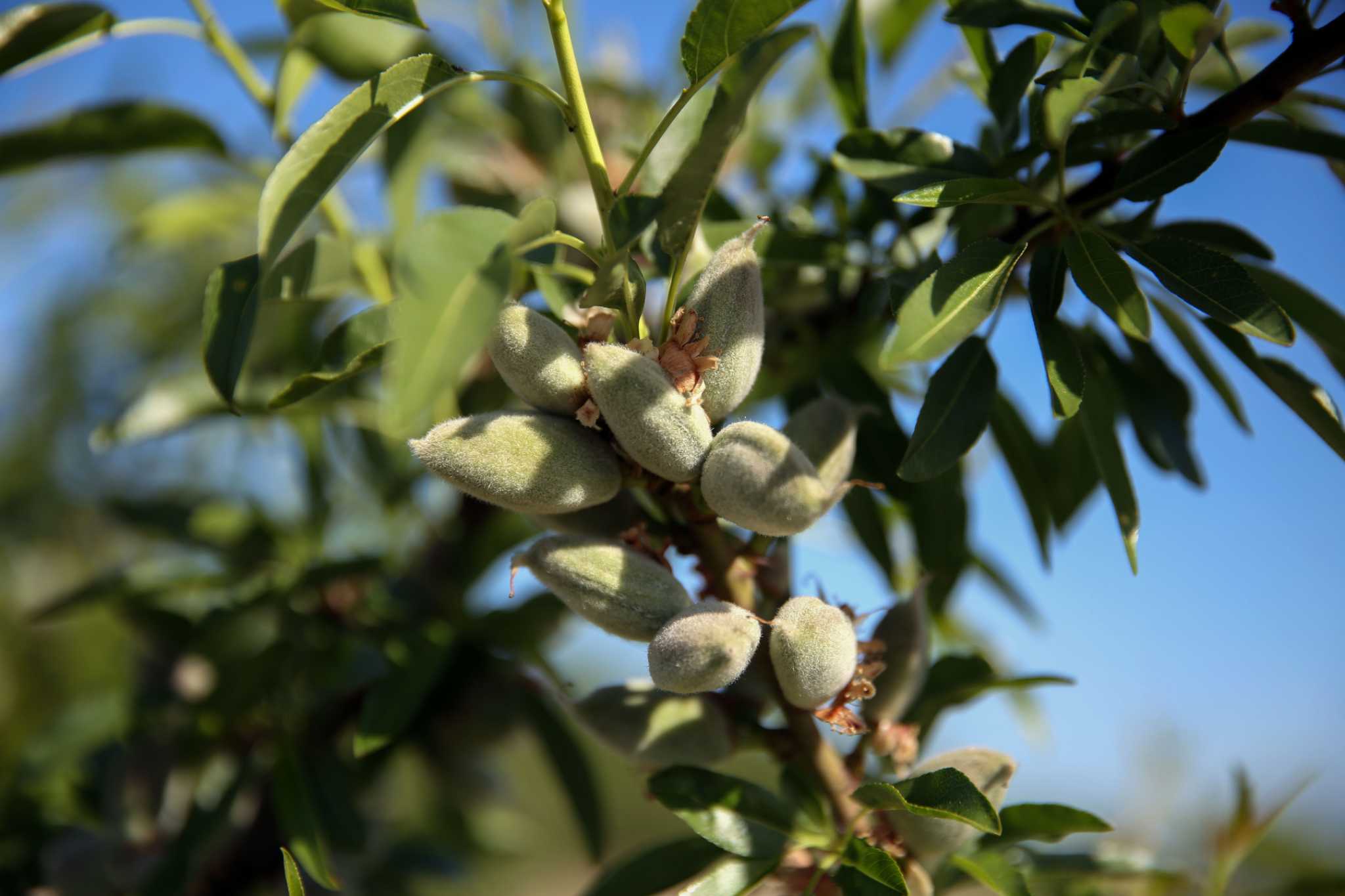 California nut farms see staggering losses due to smoke from megafires