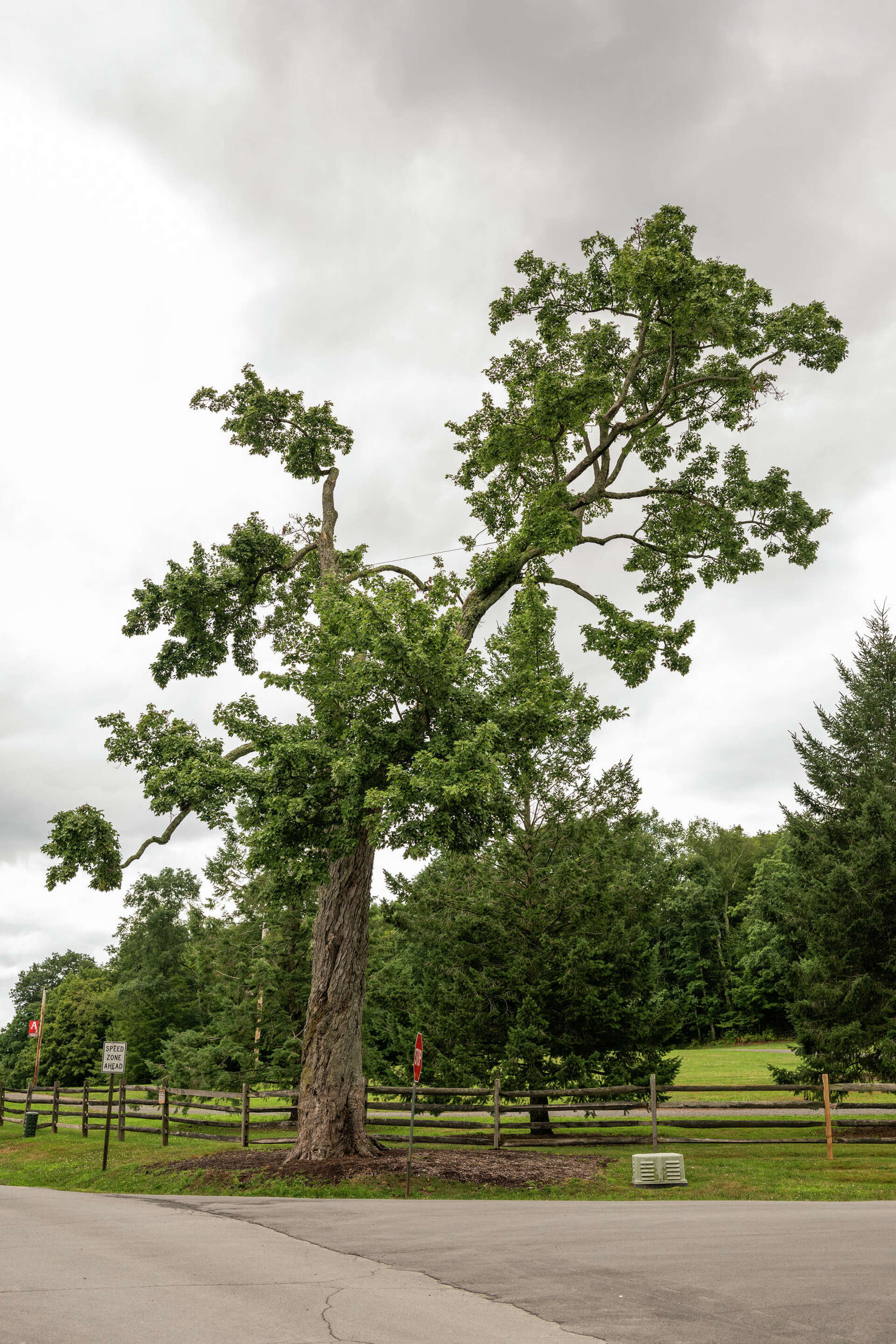 Historic 'Message Tree' at Woodstock '69 concert site cut down