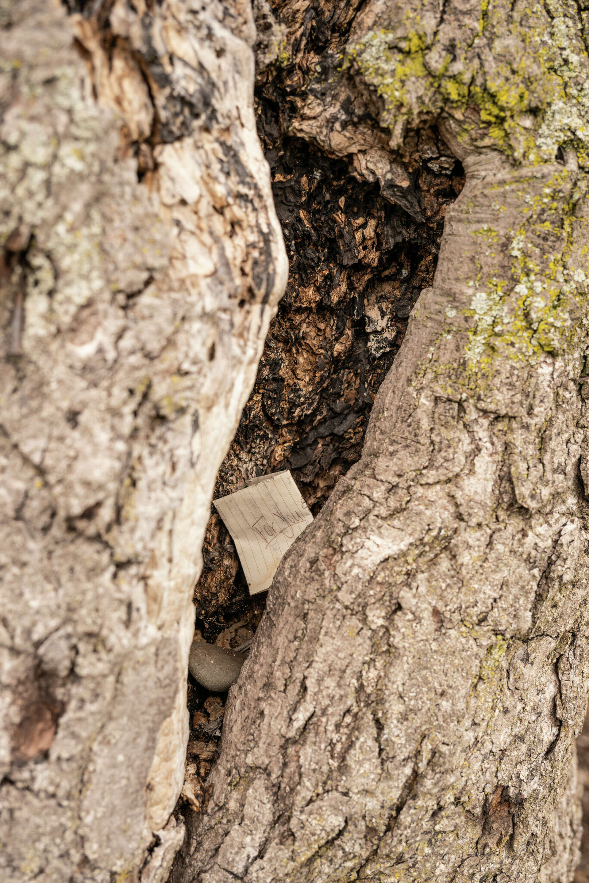 Historic 'Message Tree' at Woodstock '69 concert site cut down
