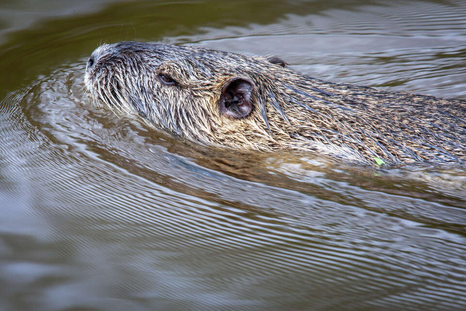 Invasive 20-pound rodents continue to spread in the Bay Area