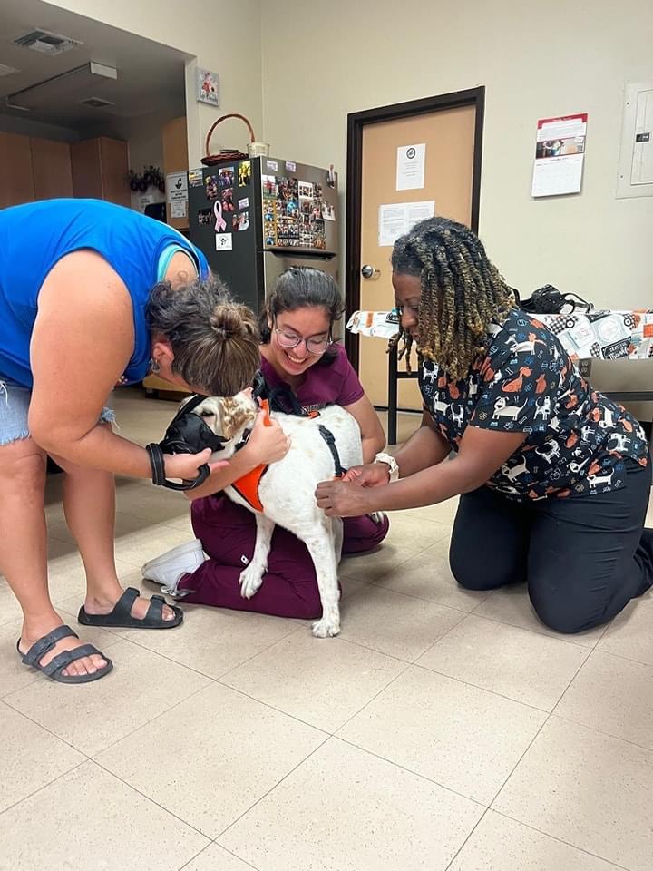 Jayden Daniels' injuries and the Washington Commanders' poor play led ...