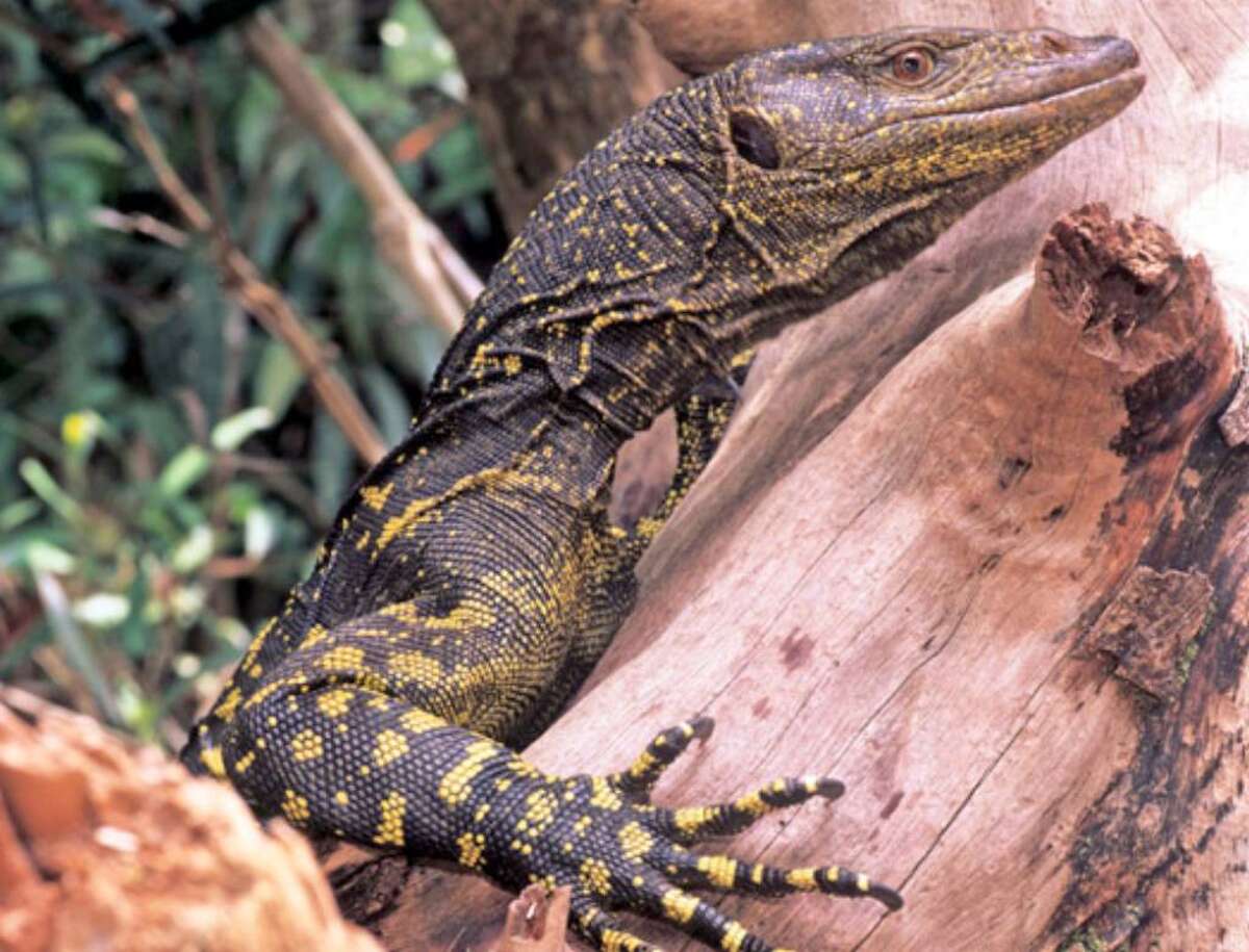 Giant lizard discovered in the Philippines