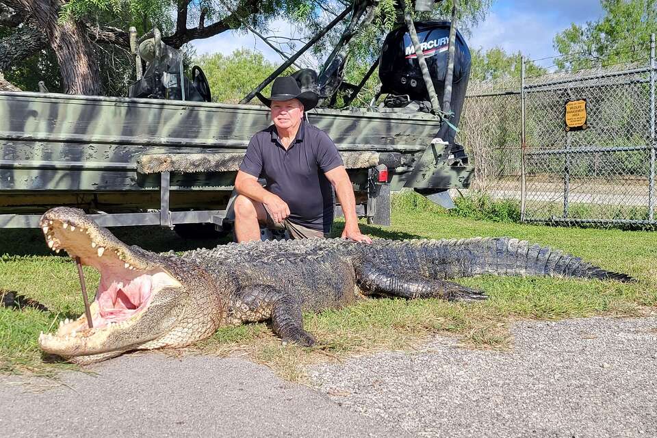Texas man catches massive 750-pound bull alligator