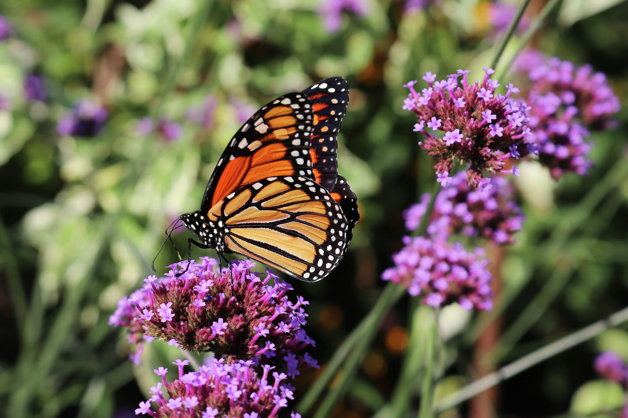 Supporting monarch butterflies: The role of native plants in Texas