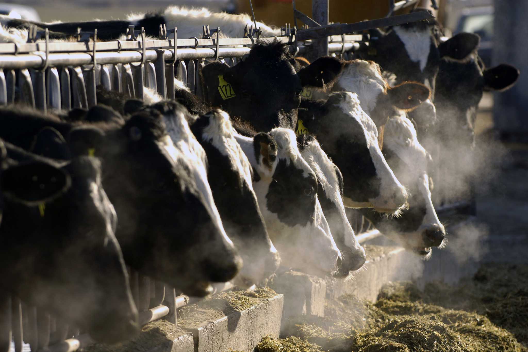 California confirms first two human cases of bird flu in the state