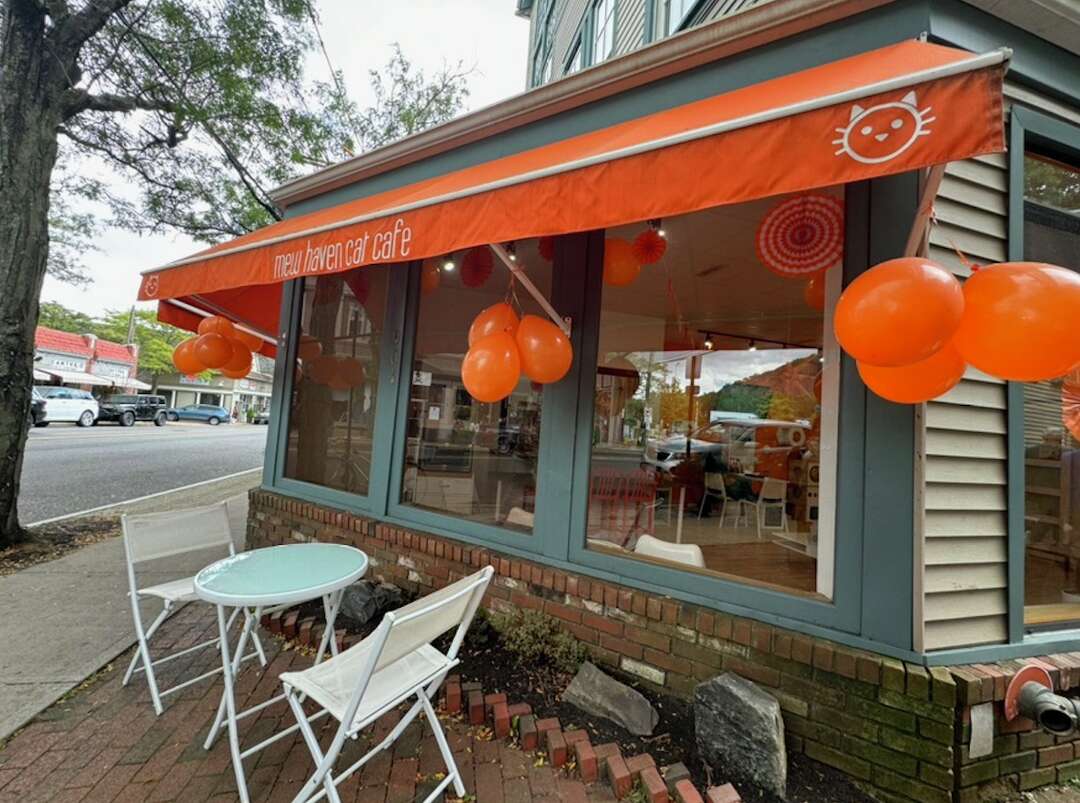 Mew Haven Cat Cafe in CT reaches 1,000th adoption on Sunday