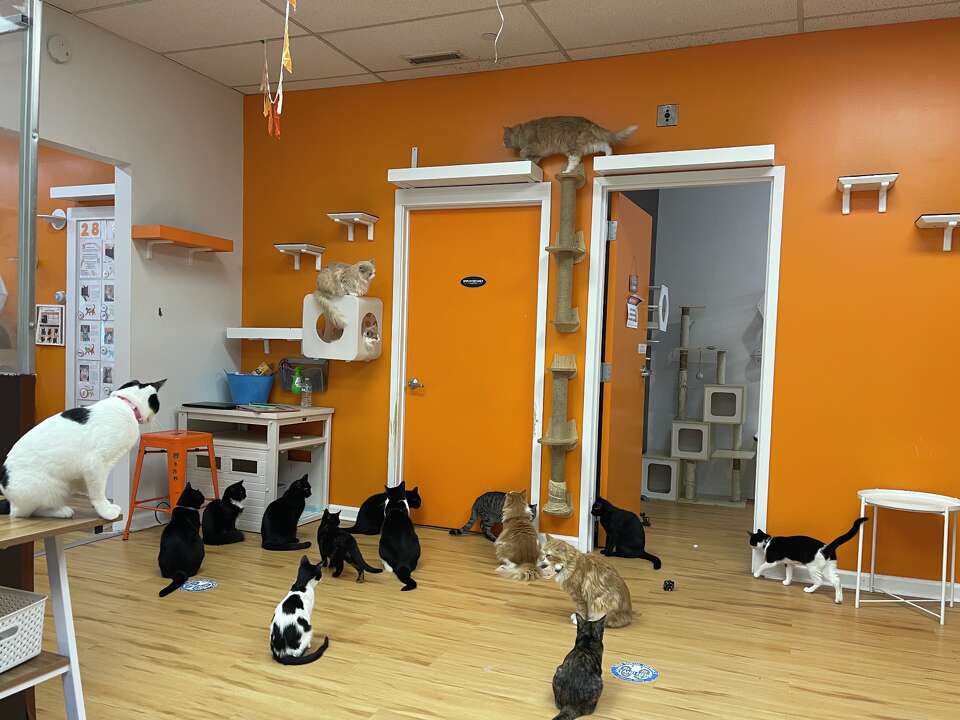 Mew Haven Cat Cafe in CT reaches 1,000th adoption on Sunday