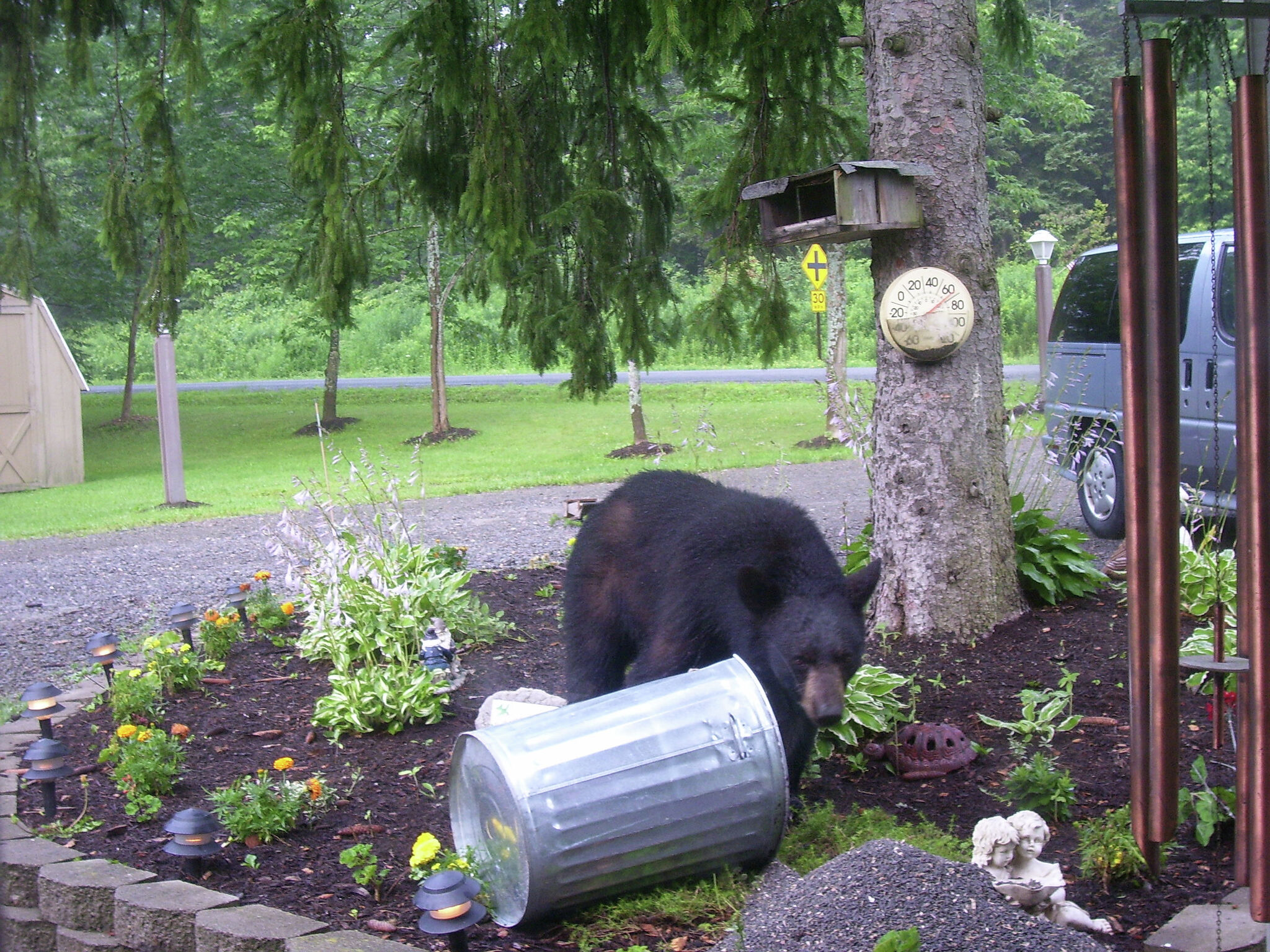 NY defends killing mother black bear, 2 cubs in Old Forge