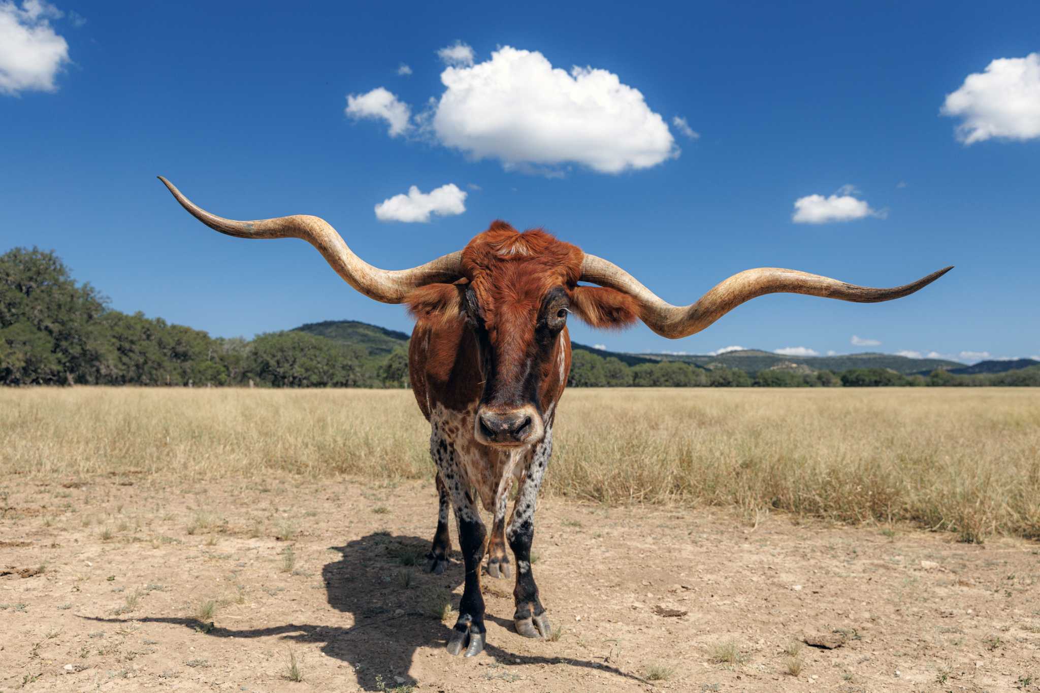 South Texas judge suspended after cattle theft indictment