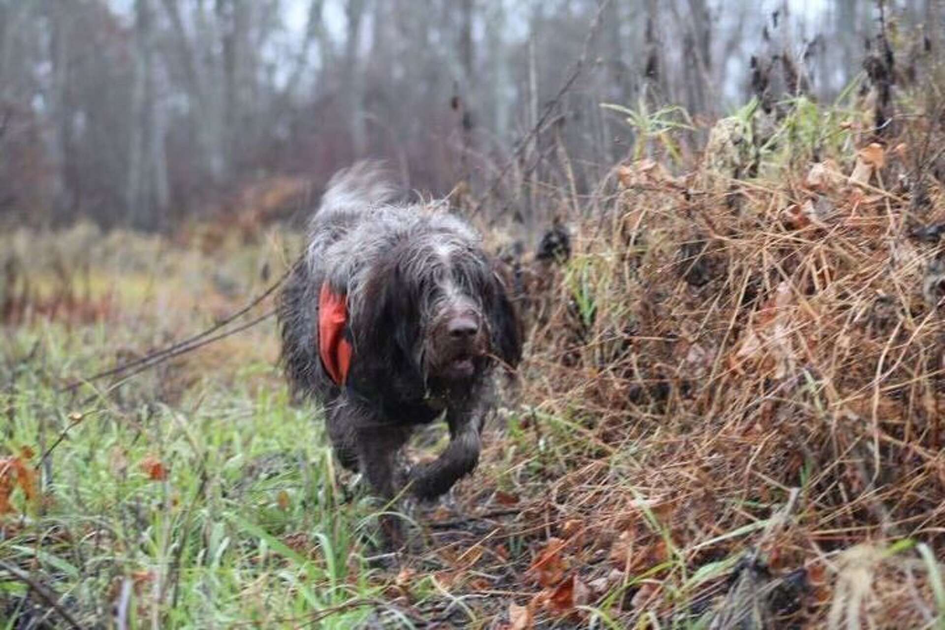 Turkey, pheasant, small game hunting seasons in CT begin this month