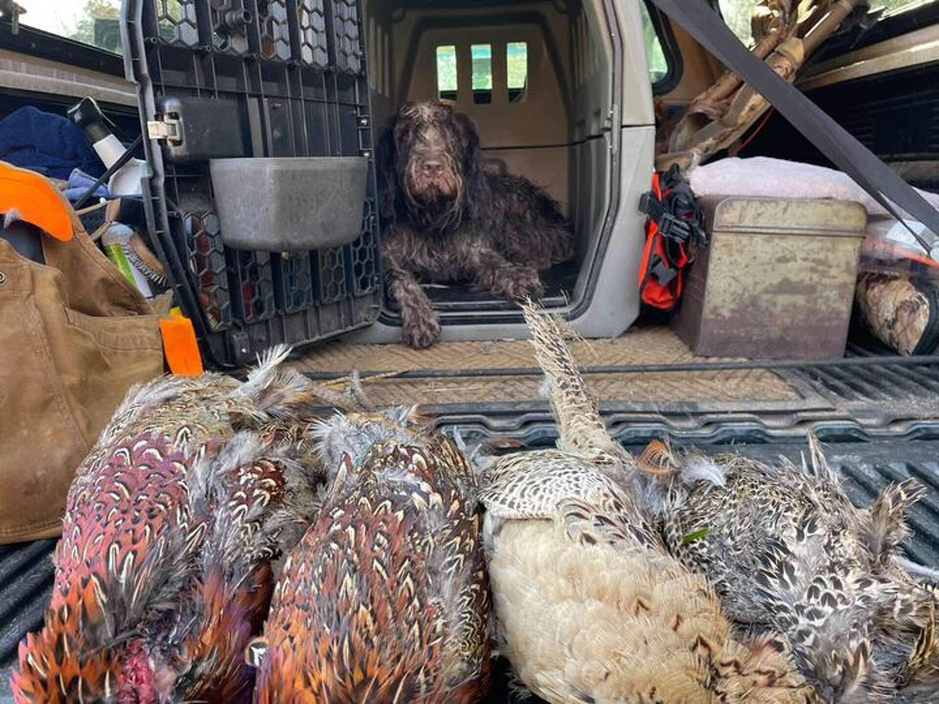 Turkey, pheasant, small game hunting seasons in CT begin this month