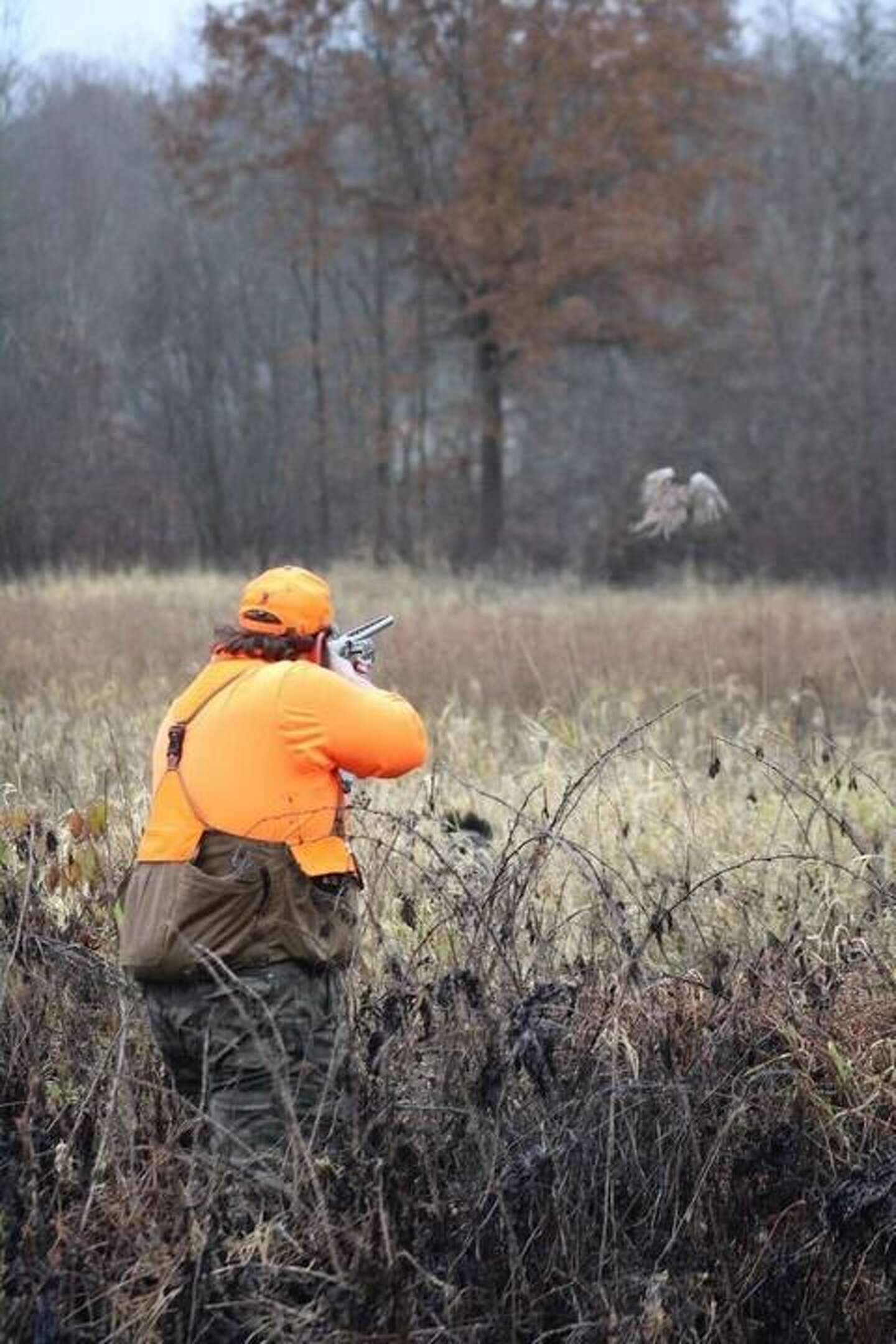Turkey, pheasant, small game hunting seasons in CT begin this month