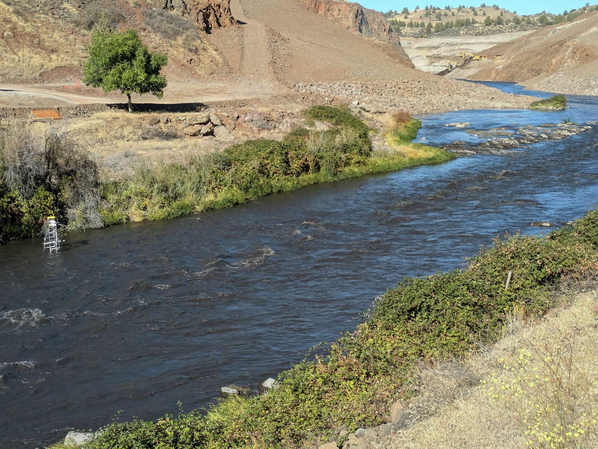 First salmon in a century spotted in waters once blocked by California