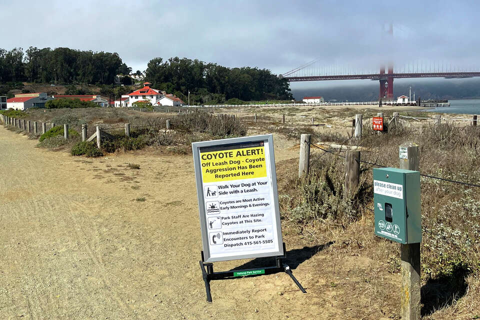 Coyote behind San Francisco attacks killed by federal officials