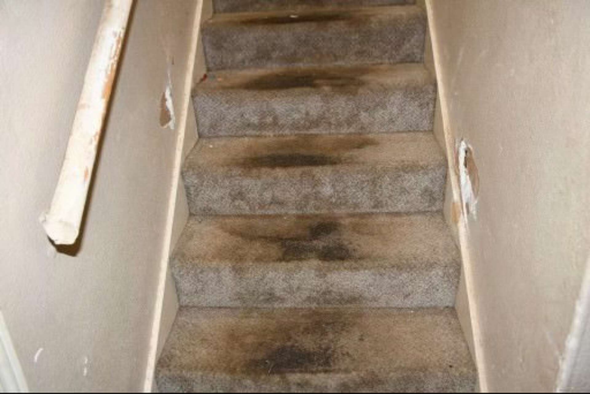 Three dogs that killed 1-year-old to be put down