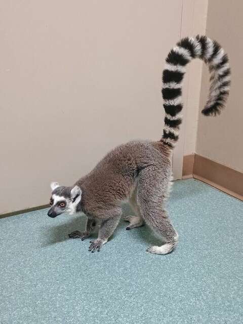 A lemur was found in a Houston park. Experts say they make bad pets.