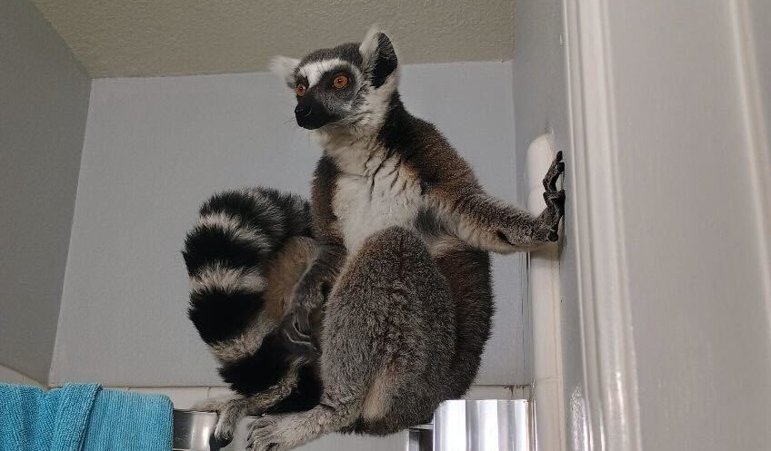 A lemur was found in a Houston park. Experts say they make bad pets.